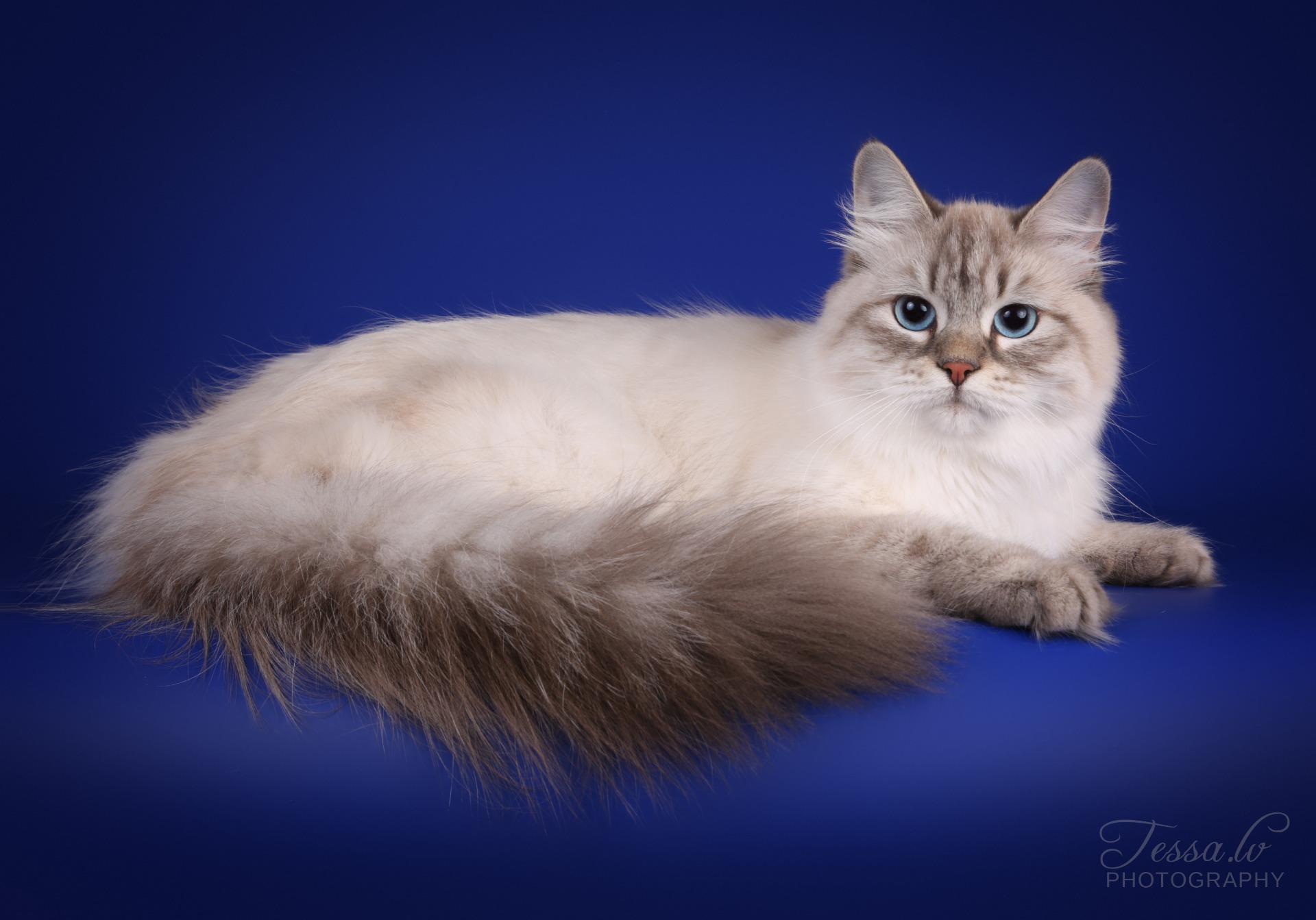 Valmistuneet 2023 :: Suomen Neva Masquerade Kissat ry