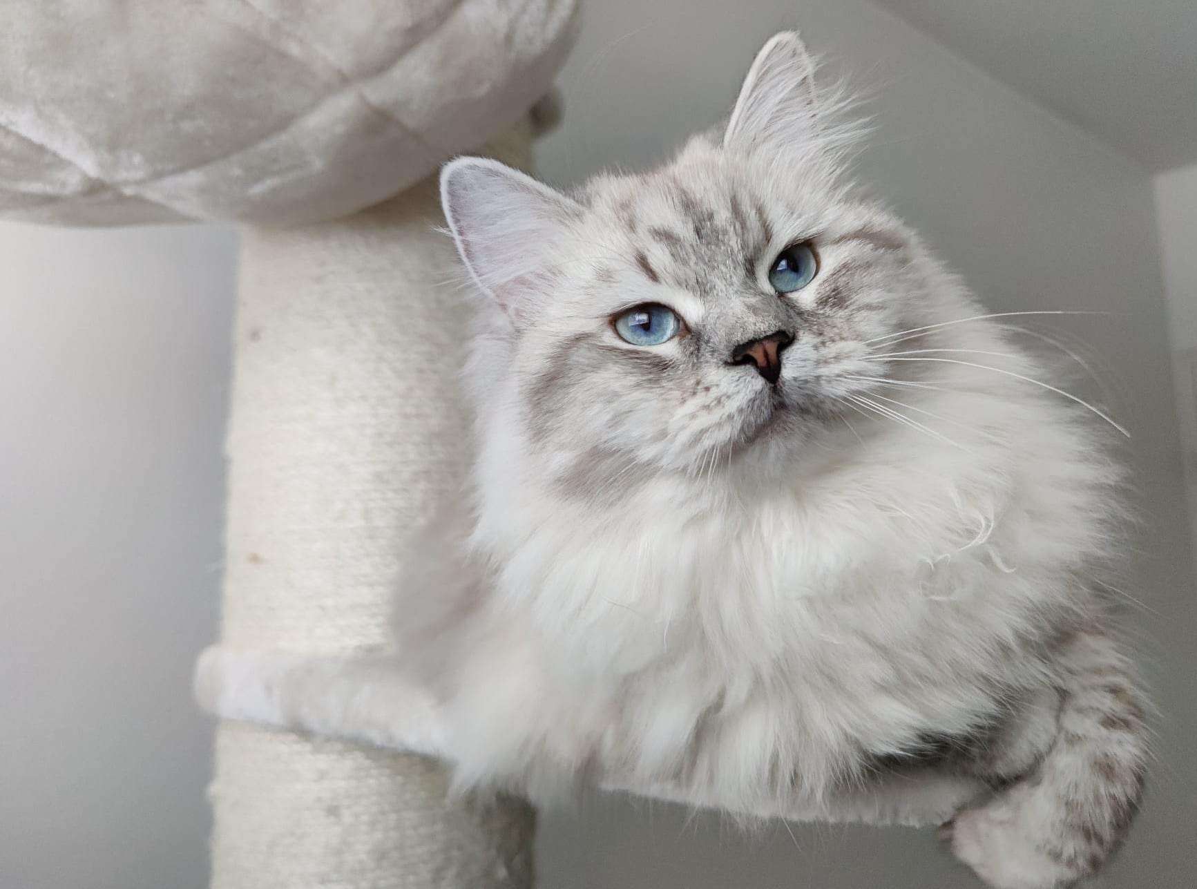 Valmistuneet 2023 :: Suomen Neva Masquerade Kissat ry